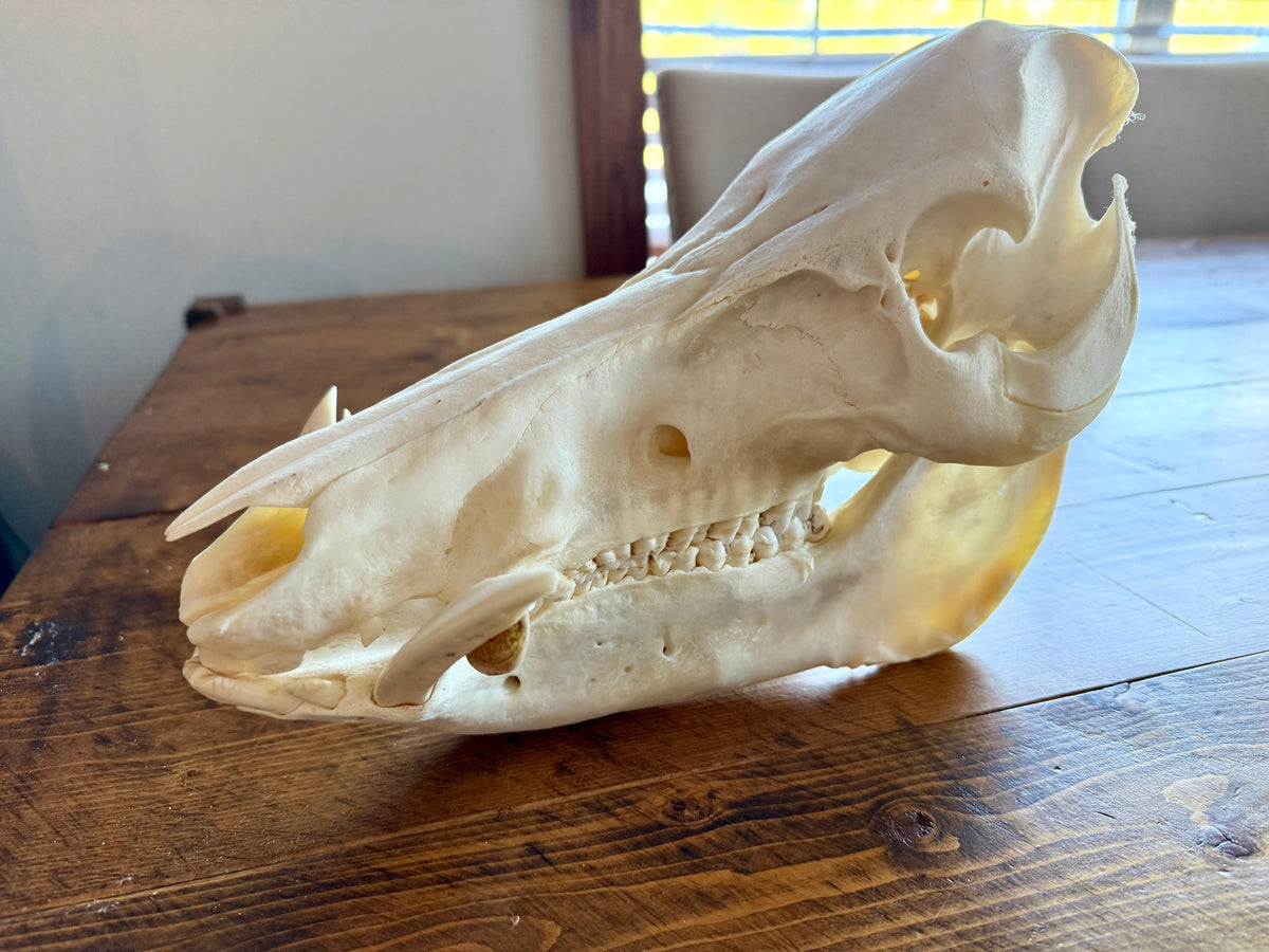 Wild Boar European Skull Mount – WildTech Outdoors